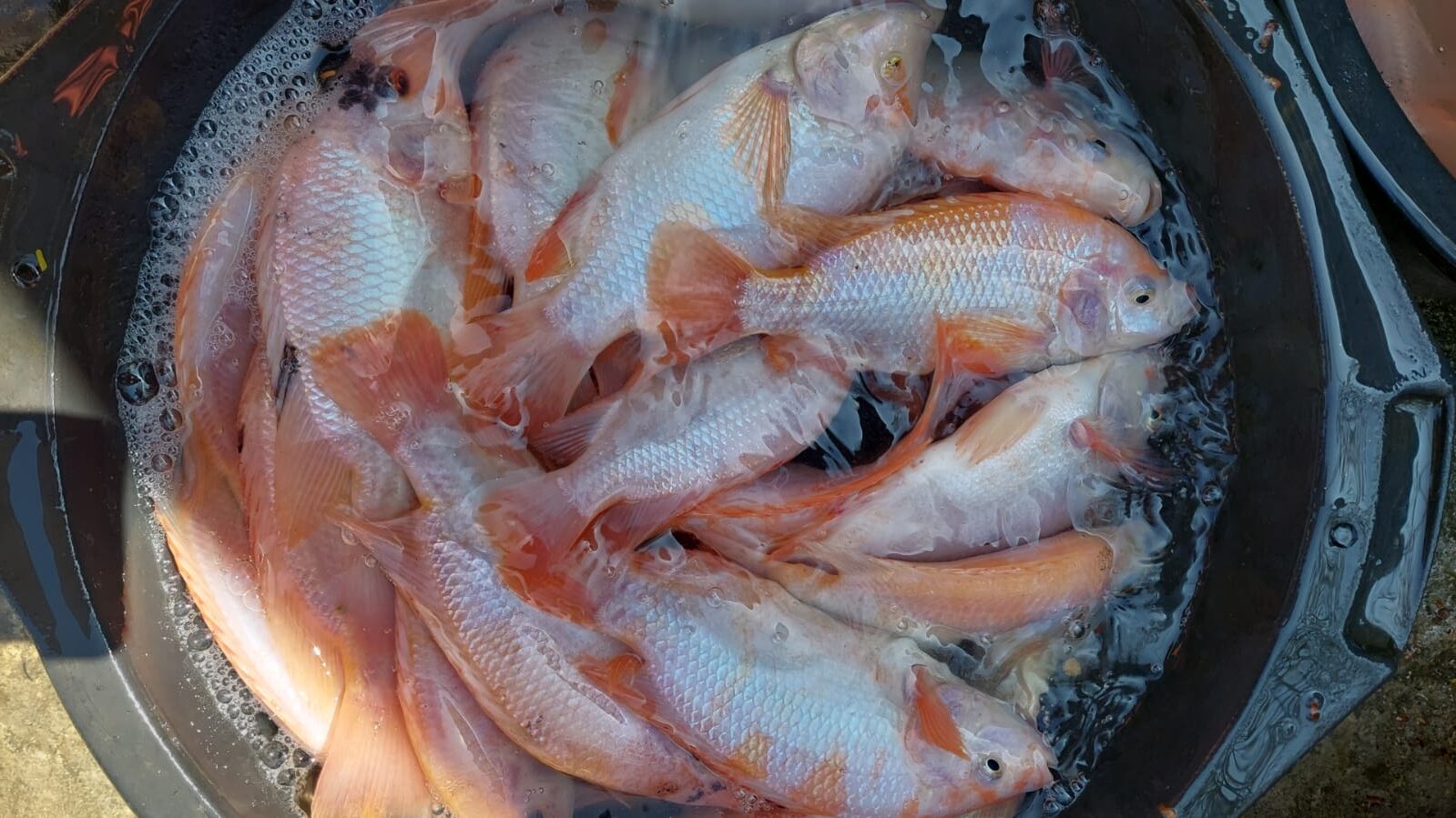 Bioflok nila hemat, tanpa tambahan probiotik dan molase - All Fish News